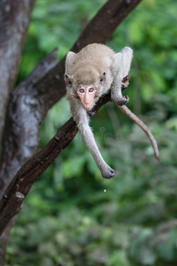 Smart Monkey. stock photo. Image of wild, sitting, wildlife - 94730824