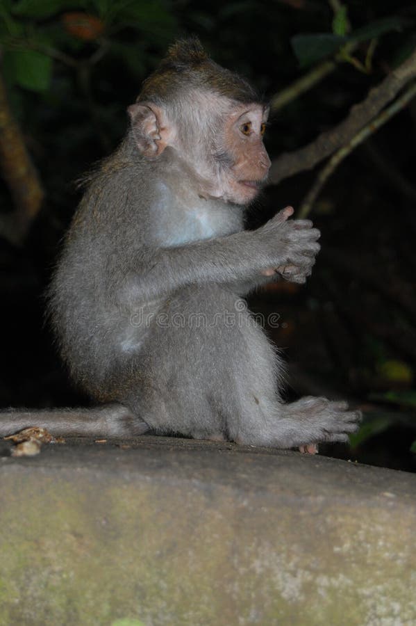 1,993 Smart Monkey Photos - Free & Royalty-Free Stock Photos from ...