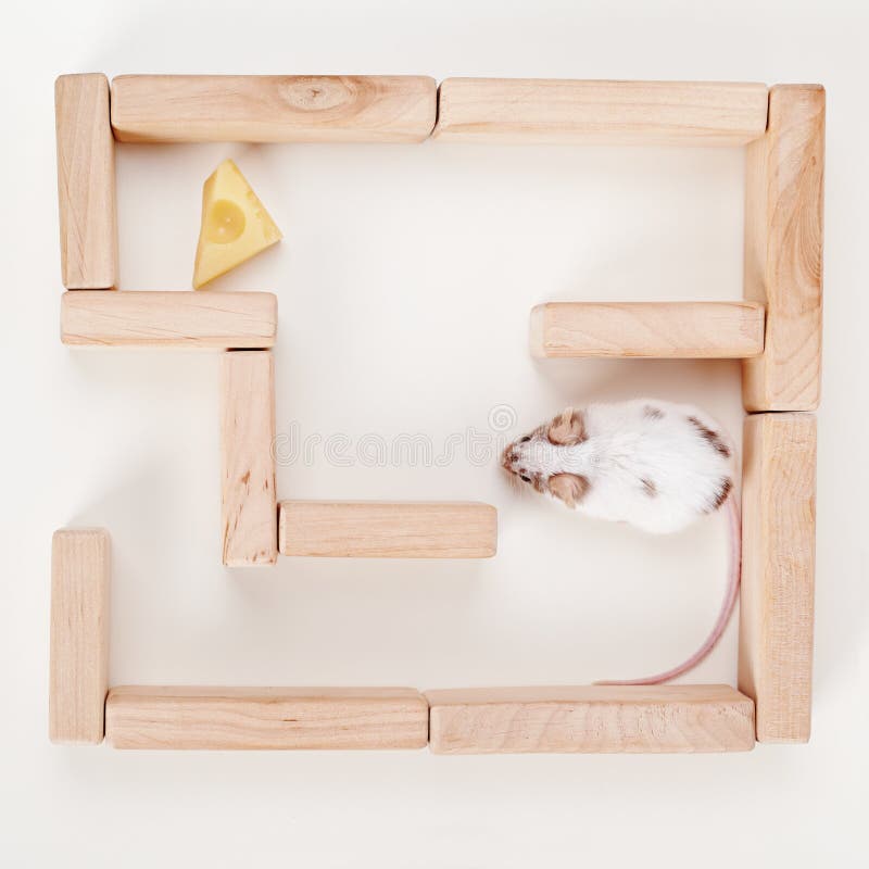 Wood Rat Maze
