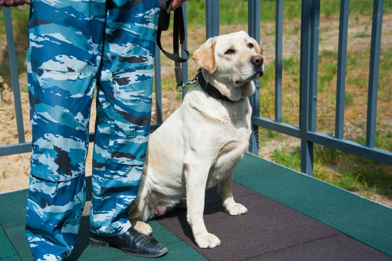 Why Are Labradors Used As Police Dogs