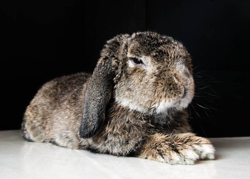 Smart senior rabbit stock image. Image of dwarf, domestic - 54942269