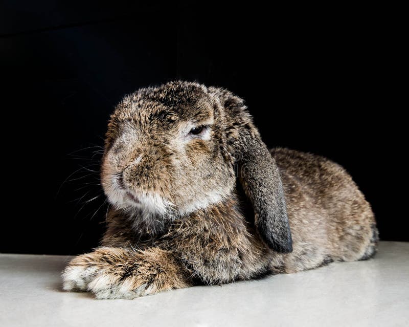 Smart senior rabbit stock photo. Image of bunny, front - 54943660