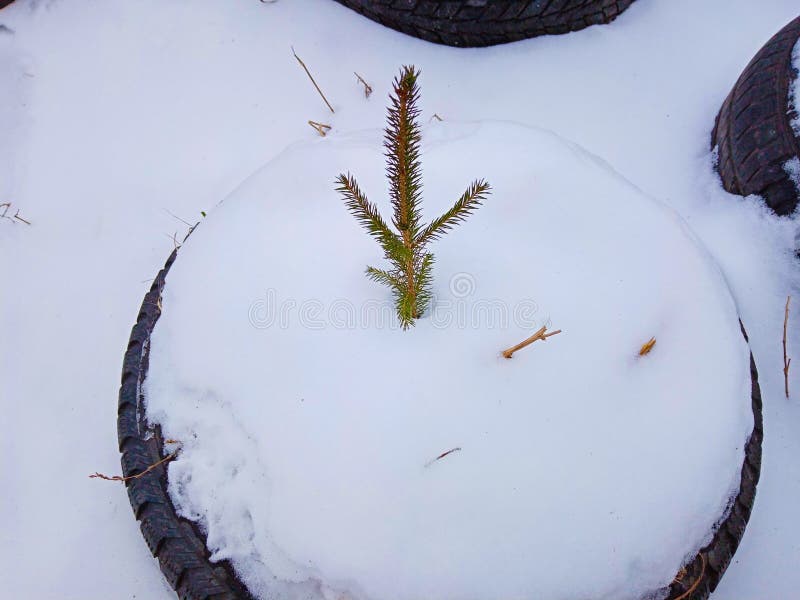 A Small, Fluffy Pine Tree Grows in a Car Tire. Stock Image - Image of ...