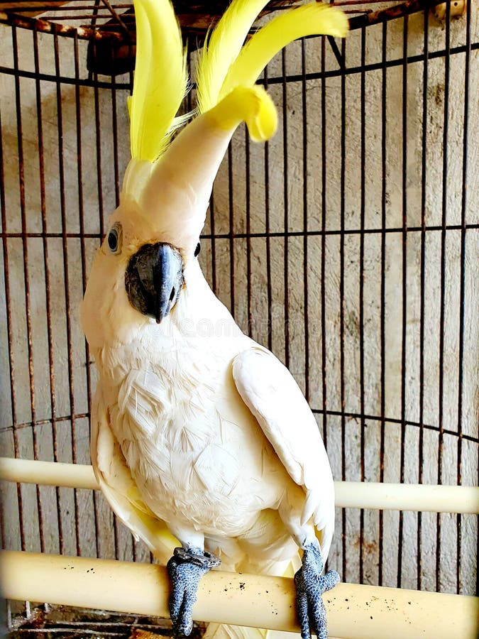 A Smart and Smart Parrot in the Cage Stock Photo - Image of smart ...