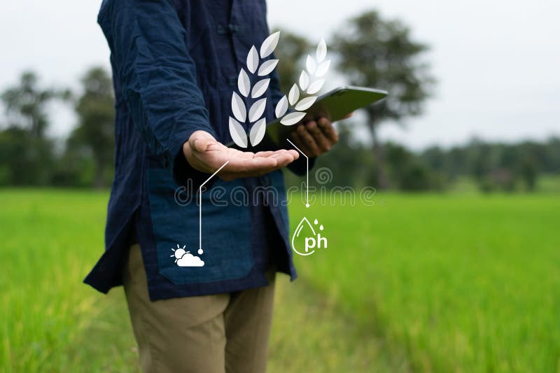 Smart Tech Helps Farmers Achieve Higher Rice Yields through Data-driven ...