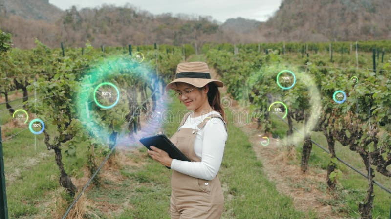 Smart Vineyard System with Asian Winegrower Working with Graphic ...