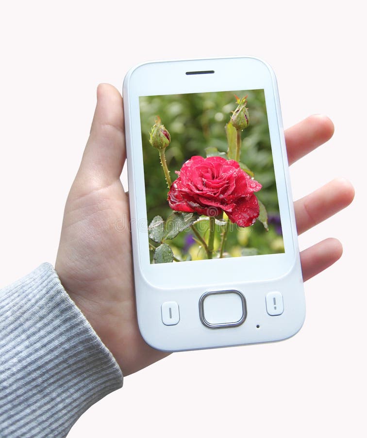 Smartphone with Image of Red Rose in Hand. Modern Mobile Phone in Hand ...