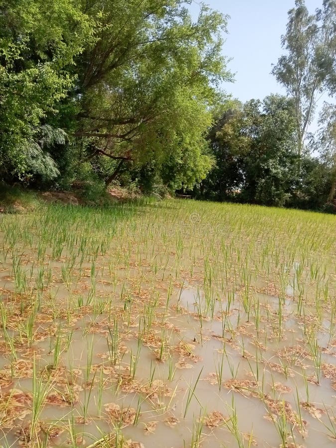 Smartphone Text Message Screenshot on Modern Device Stock Image - Image ...