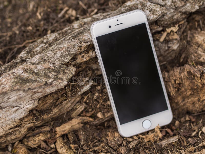 Taking Photo of Fog in the Haunted Forest with Mobile Phone Stock Photo ...