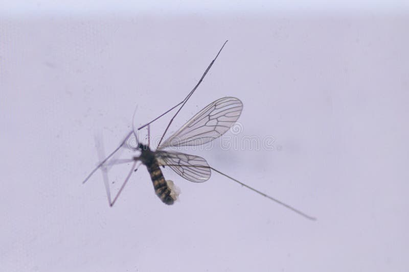Smashed Mosquito on a Screen Stock Image - Image of mosquito, insect ...