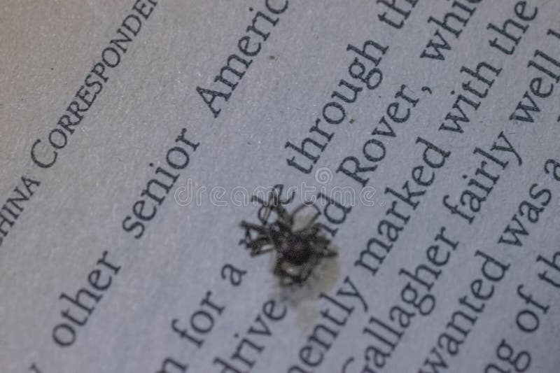 Smashed Spider on a Book Page Stock Photo - Image of book, writed ...
