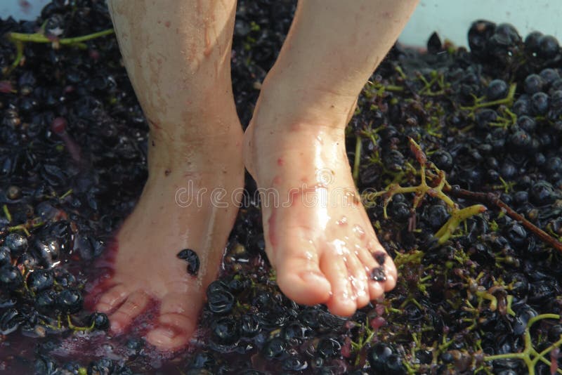 Smashing grapes stock image. Image of fresh, heavy, fermentation - 7978951