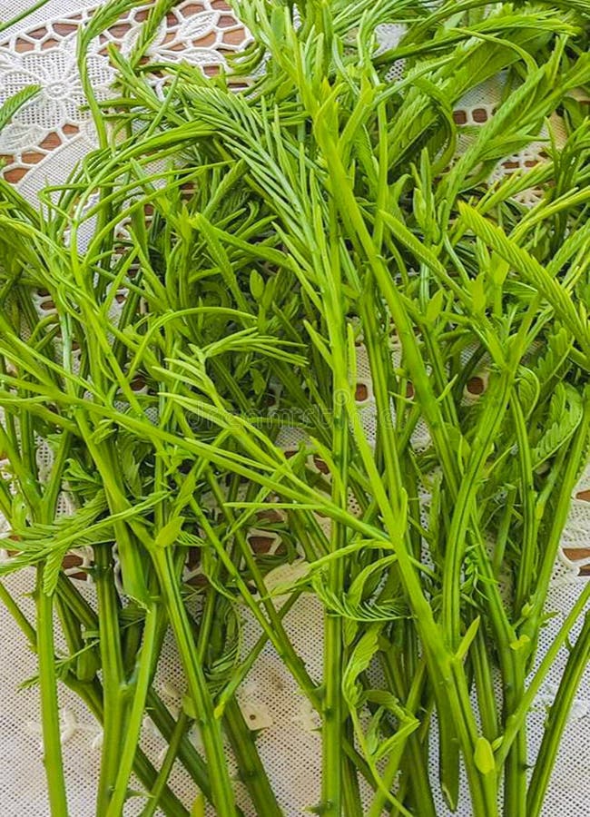 Smell Acacia leaf stock photo. Image of herb, lifestyle - 101897130