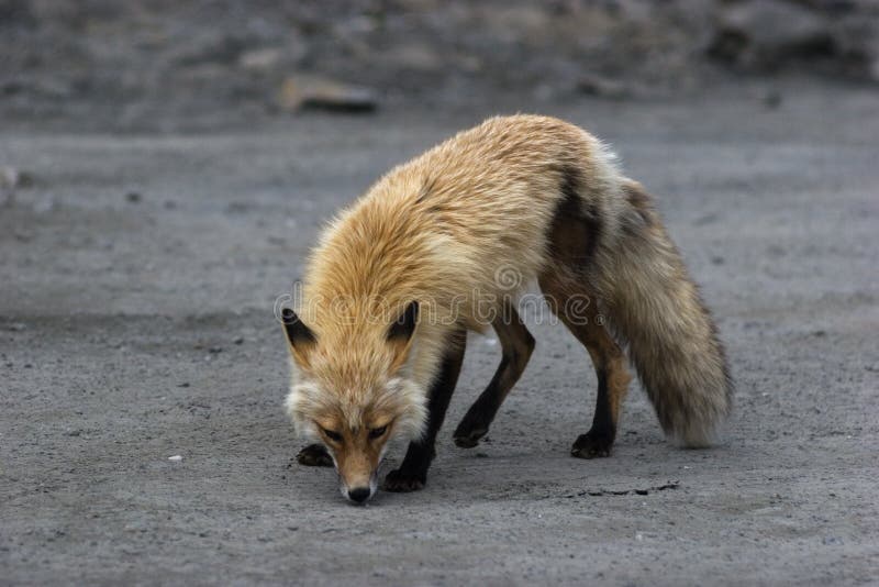 Eating Fox stock image. Image of animal, hunt, alaska - 14701225