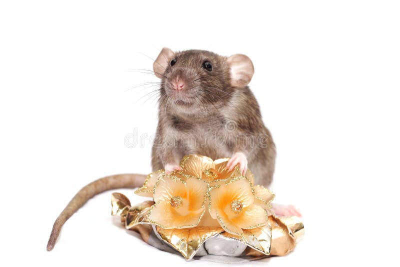 Smell Broun Rat with Candle Flowers Stock Image - Image of animals ...