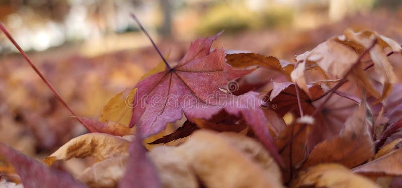 The smell of fall stock image. Image of yellow, tree - 202358131