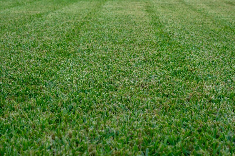 Smell of freshly cut grass stock photo. Image of people - 331386152