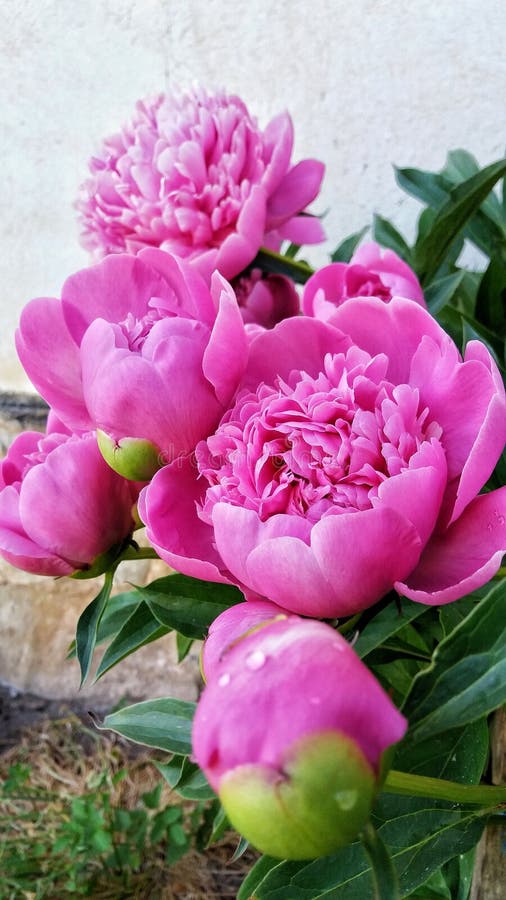 Peonies stock photo. Image of petal, pink, flower, purple - 251279454