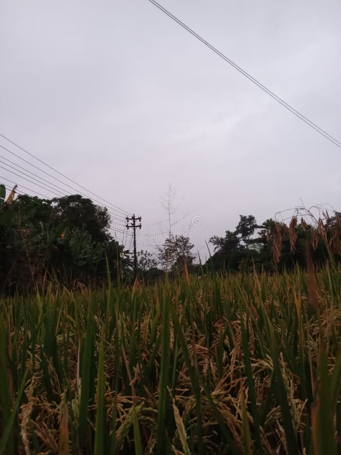 The Smell of Rice Fields in the Afternoon Stock Image - Image of jungle ...
