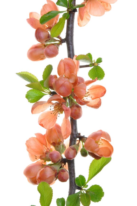 The smell of spring stock photo. Image of nature, leaf - 24499900