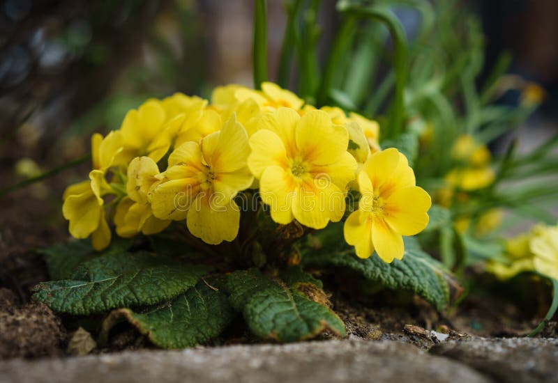 Smell of the Spring stock photo. Image of yellow, yellowflower - 114928142
