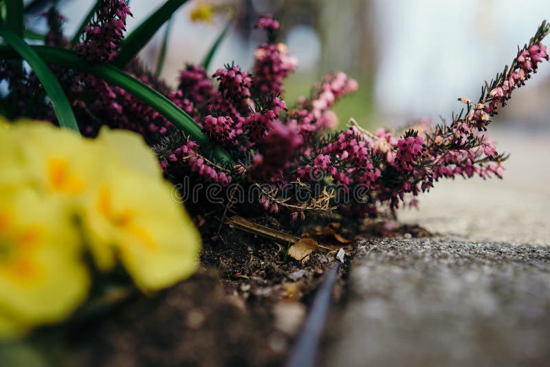 Smell of the Spring stock image. Image of sonya7ii, yellowflower ...