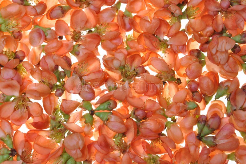 Smell of Spring, Red Petals Stock Photo - Image of close, marriage ...