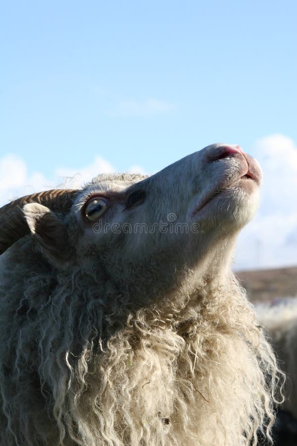 120 Sheep Smelling Sheep Stock Photos - Free & Royalty-Free Stock ...