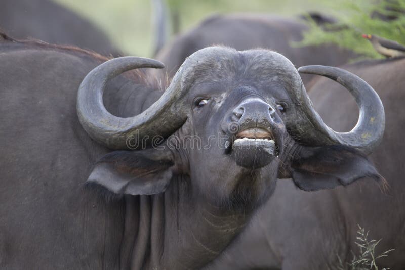 Smelling buffalo stock photo. Image of animal, aggressive - 75143500