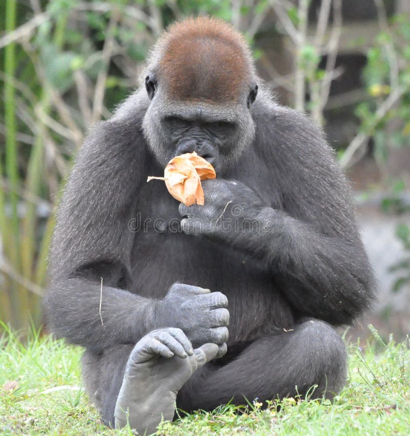 Big Gorilla Smelling a Cucumber Stock Image - Image of animal, cucumber ...