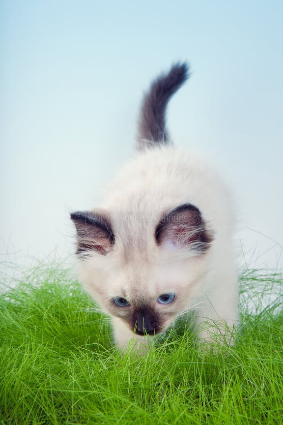 Smelling grass stock photo. Image of eyes, point, curious - 10256978
