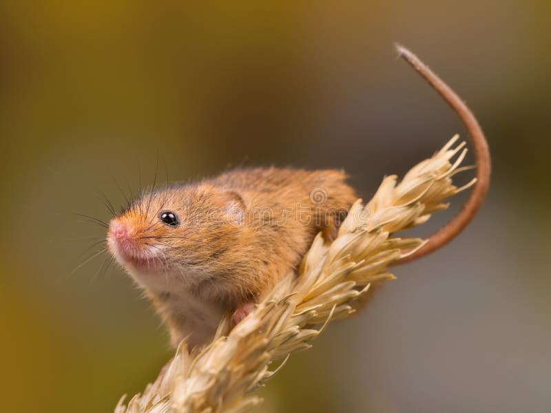 Smelling Harvest Mouse stock image. Image of whiskers - 102088965