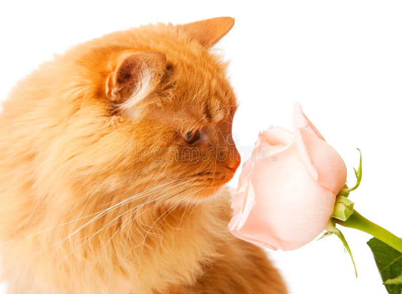 Cat smelling a rose stock photo. Image of humor, flower - 8851216