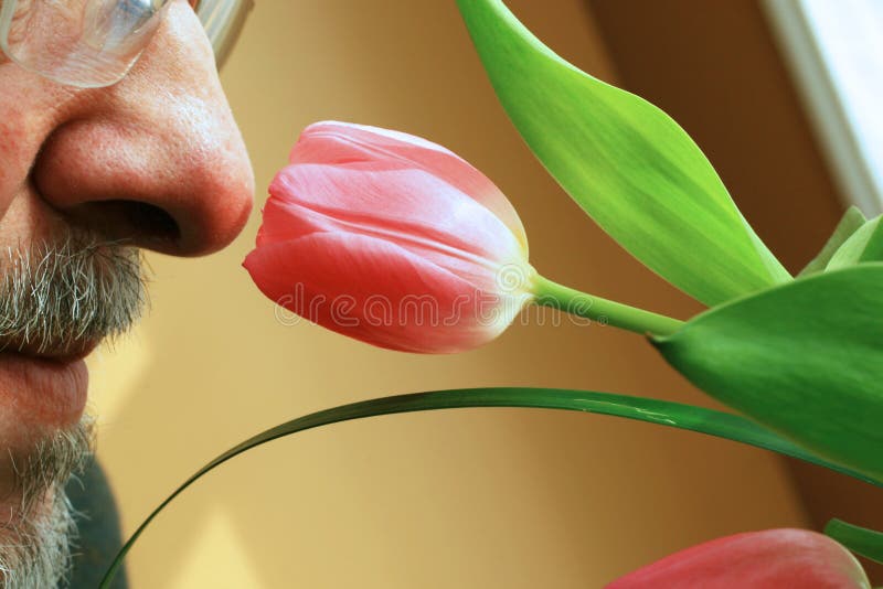 Smelling very good stock image. Image of bouquet, fresh - 1922745