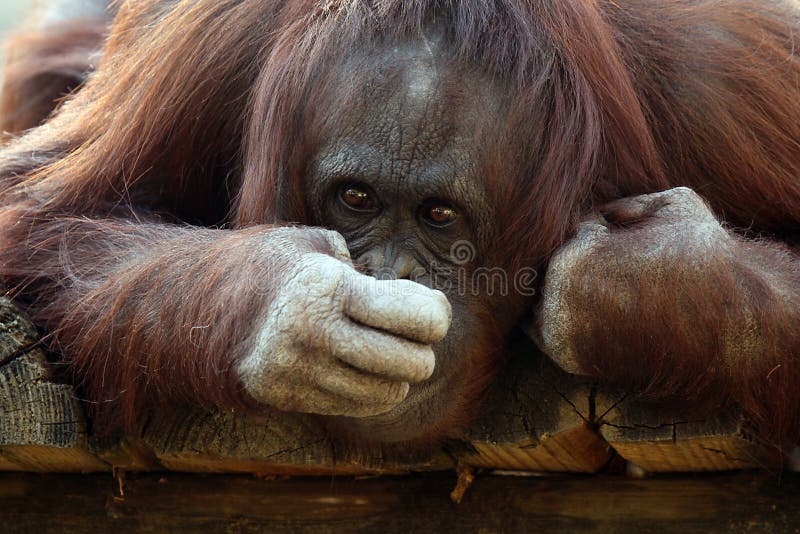 This Smells Funny stock photo. Image of curious, white - 9049536