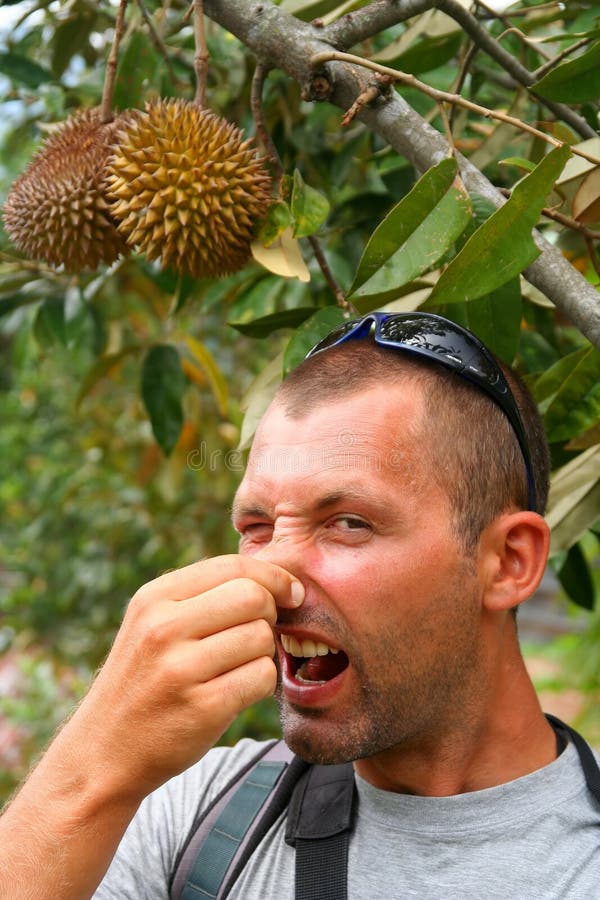 Smelly Durian stock photo. Image of fruit, hang, delicacy - 9868578