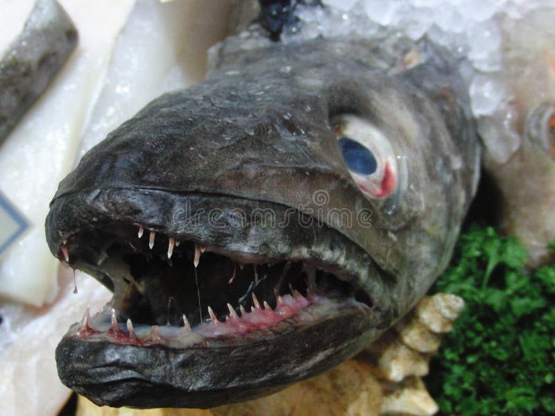 Smelly Fish Face stock photo. Image of face, teeth, fishmongers - 153423588