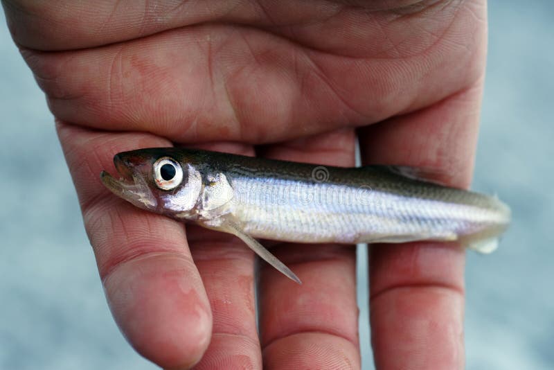Live Smelt Fish Hand Closeup Stock Photos - Free & Royalty-Free Stock ...