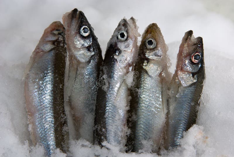 Smelt Fish Catching in Russia 3 Stock Photo - Image of selling, ruff ...