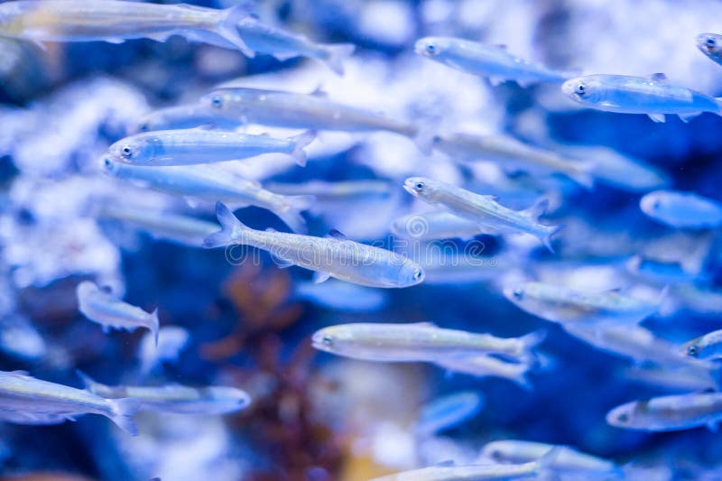 Smelt fish pile stock image. Image of seafood, smelt - 34595933
