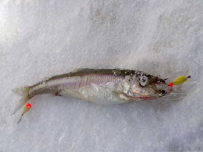 Smelt Fish Catching in Russia 2 Stock Image - Image of scaly, haul ...