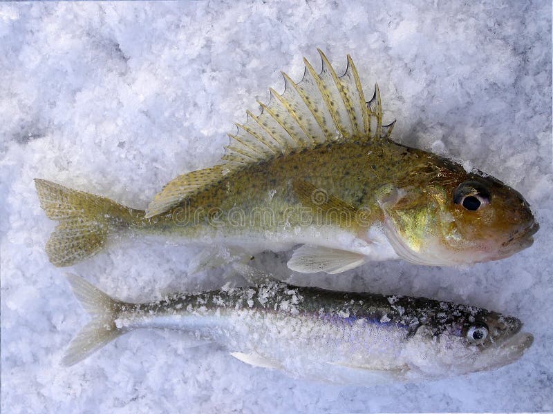 Smelt Fish Catching in Russia 3 Stock Photo - Image of selling, ruff ...