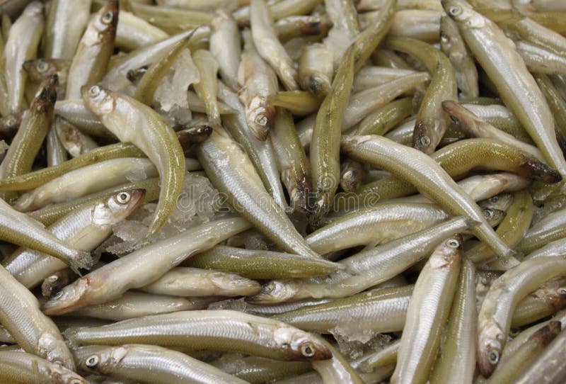 Smelt fresh fish stock image. Image of eyes, fresh, iced - 11444955