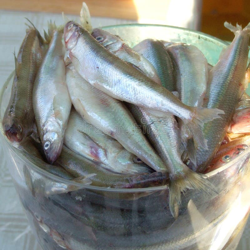 Smelt fresh stock image. Image of preparation, freshness - 76368223