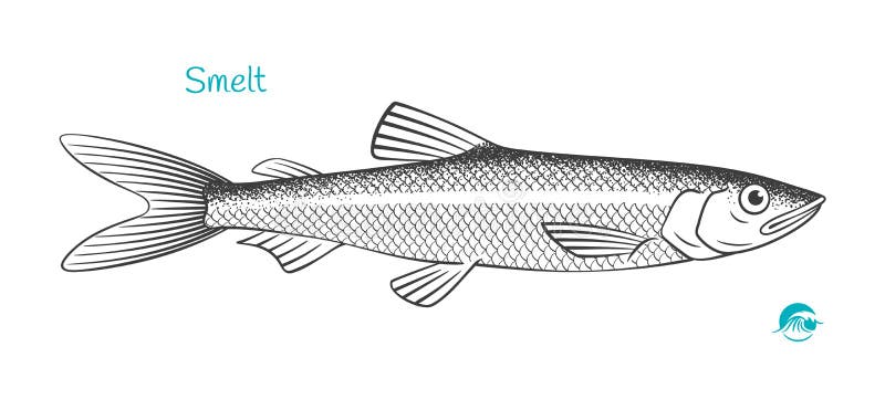 Smelt Stock Illustrations – 641 Smelt Stock Illustrations, Vectors ...