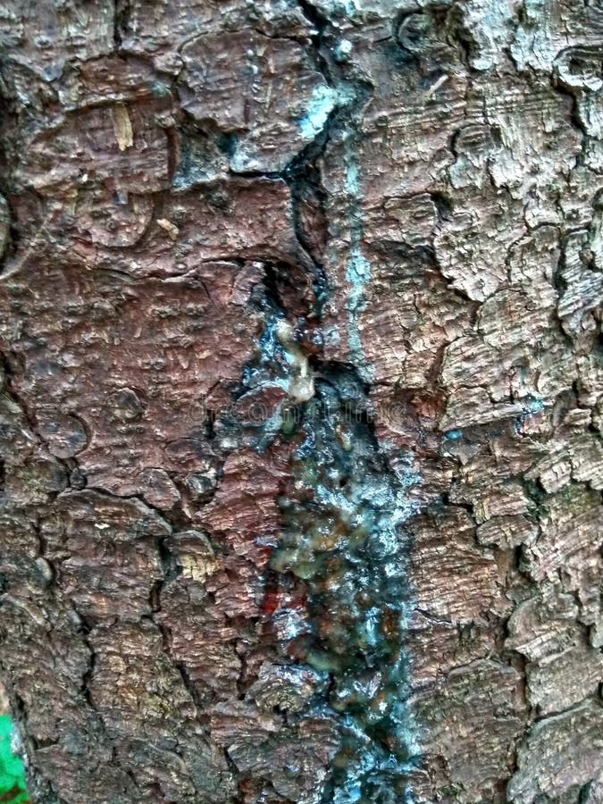 Smereka bark resin stock photo. Image of lignin, liquid - 78825050
