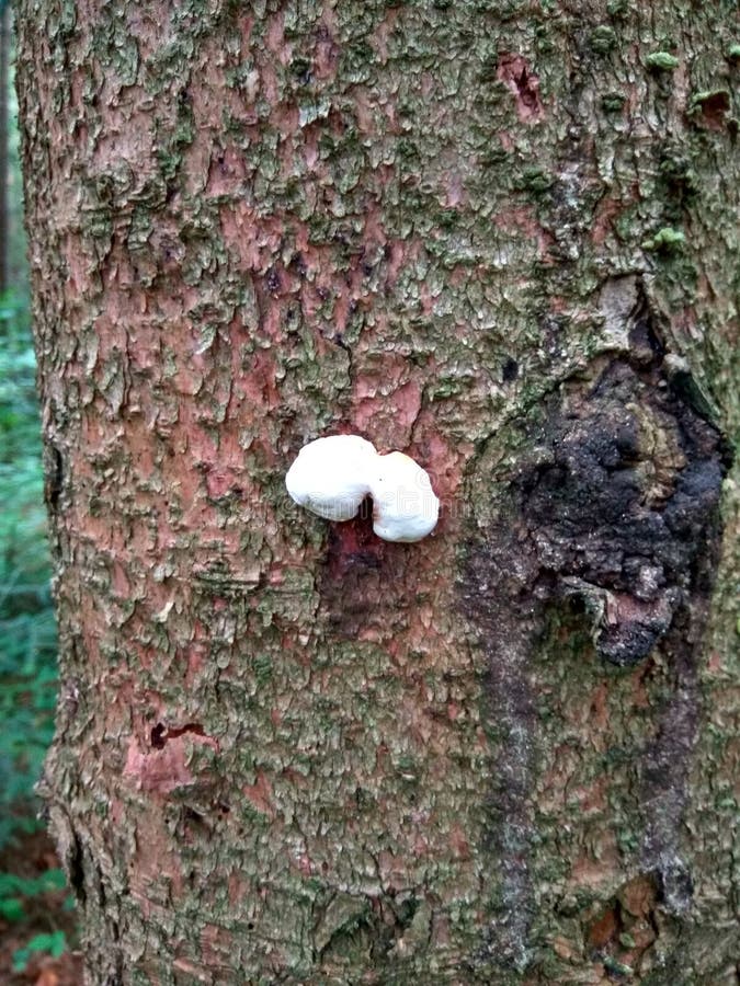 Smereka bark resin stock photo. Image of organic, outside - 78825052