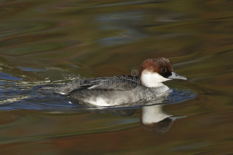 Smew Duck stock photo. Image of gloucestershire, brown - 35283390