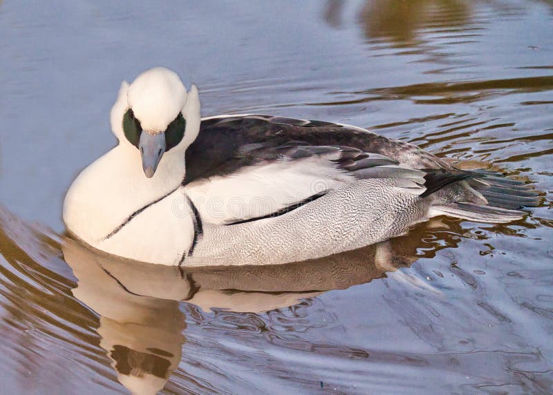 Smew duck paddling in pond stock photo. Image of nature - 304674158