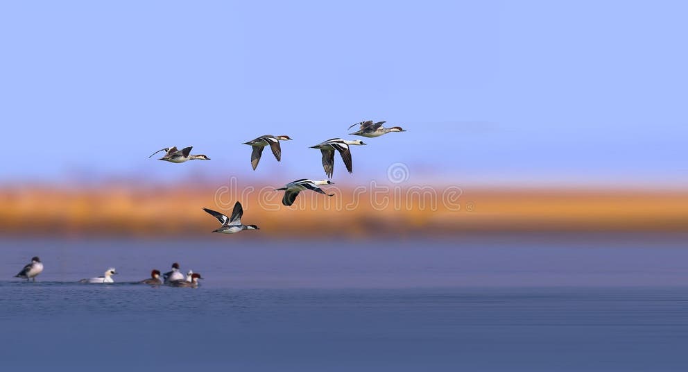 Smew stock photo. Image of beauty, posture, wings, flight - 96003100